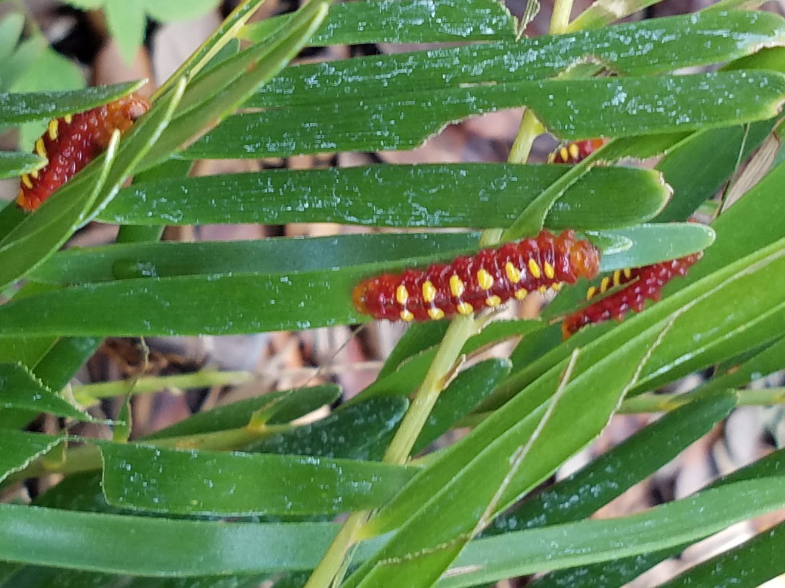 Home - Native Butterfly Flowers