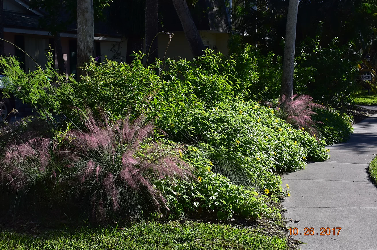 Creating Habitat Designs - Native Butterfly Flowers